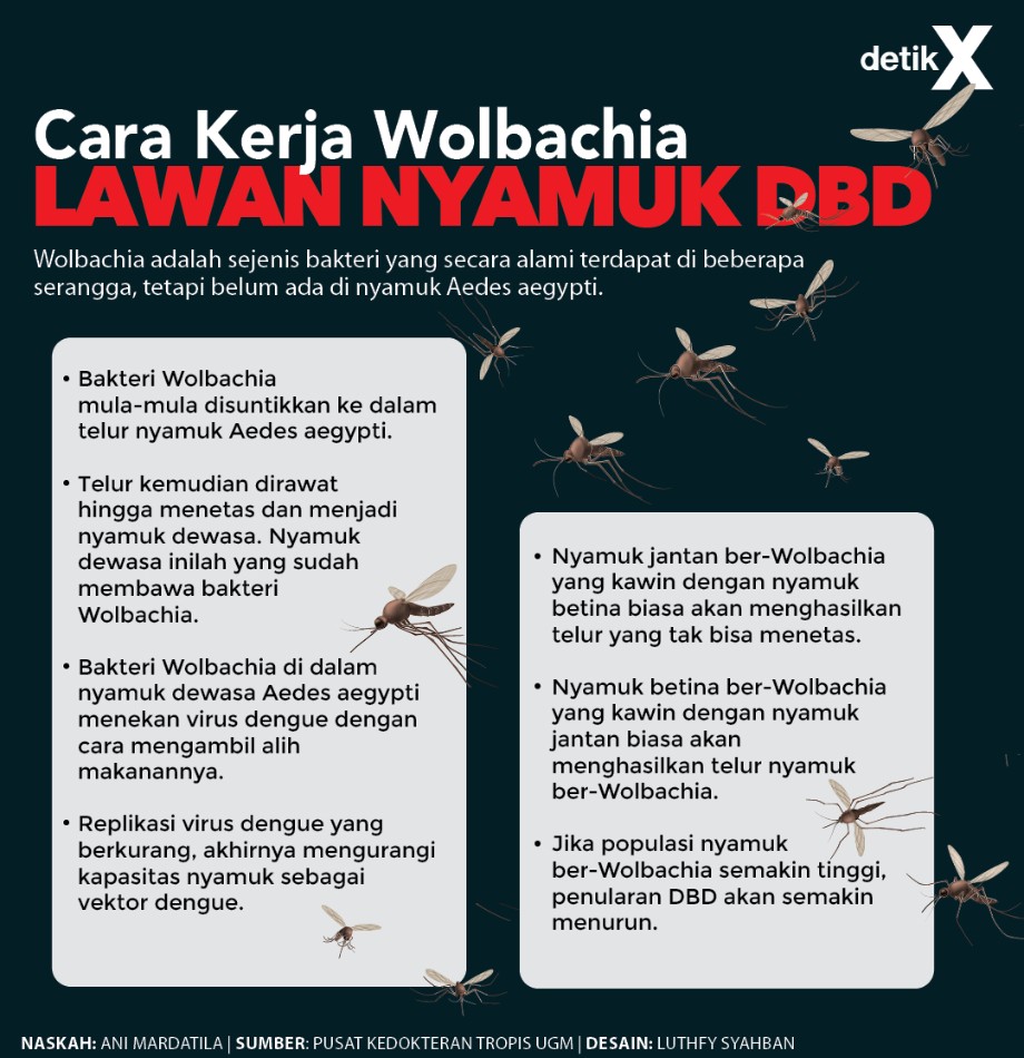 Kendala di Balik Wolbachia
